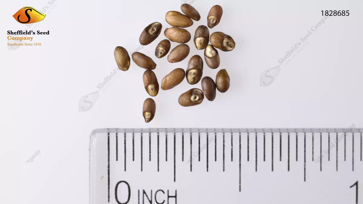 Sheffield's Seed Company