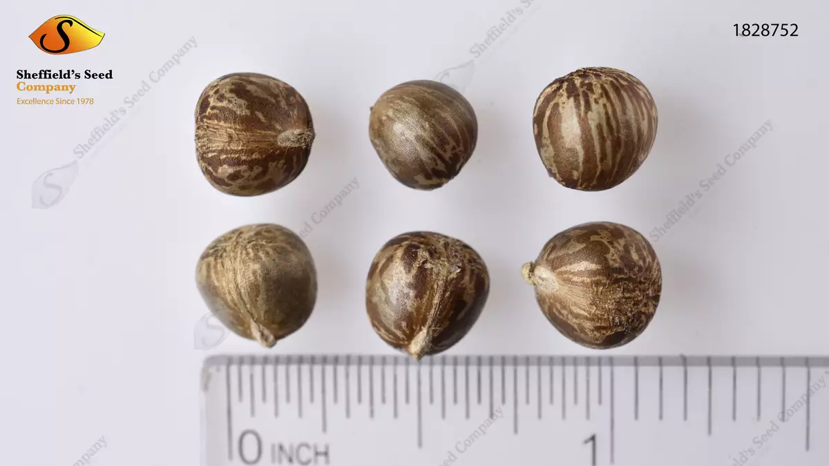 Sapium japonicum - Deciduous - Japanese Tallow Tree