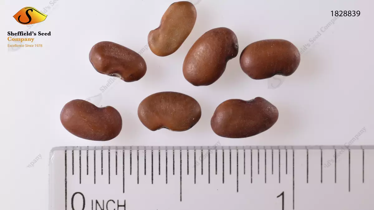 Sesbania grandiflora - Edible Fruit/Nuts,Flowering Tree,Fruits ...