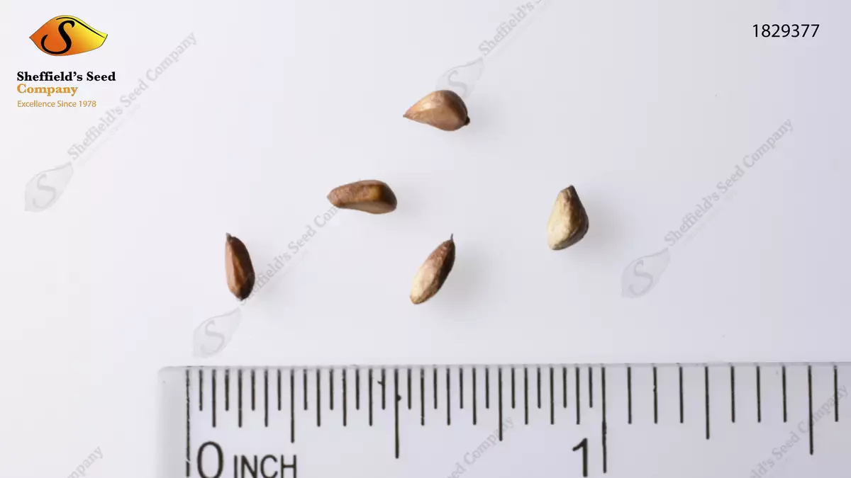 Rosa blanda - Medicinal Herbs,Shrub - Meadow Rose, Smooth Rose