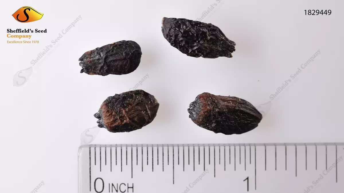 Sheffield's Seed Company