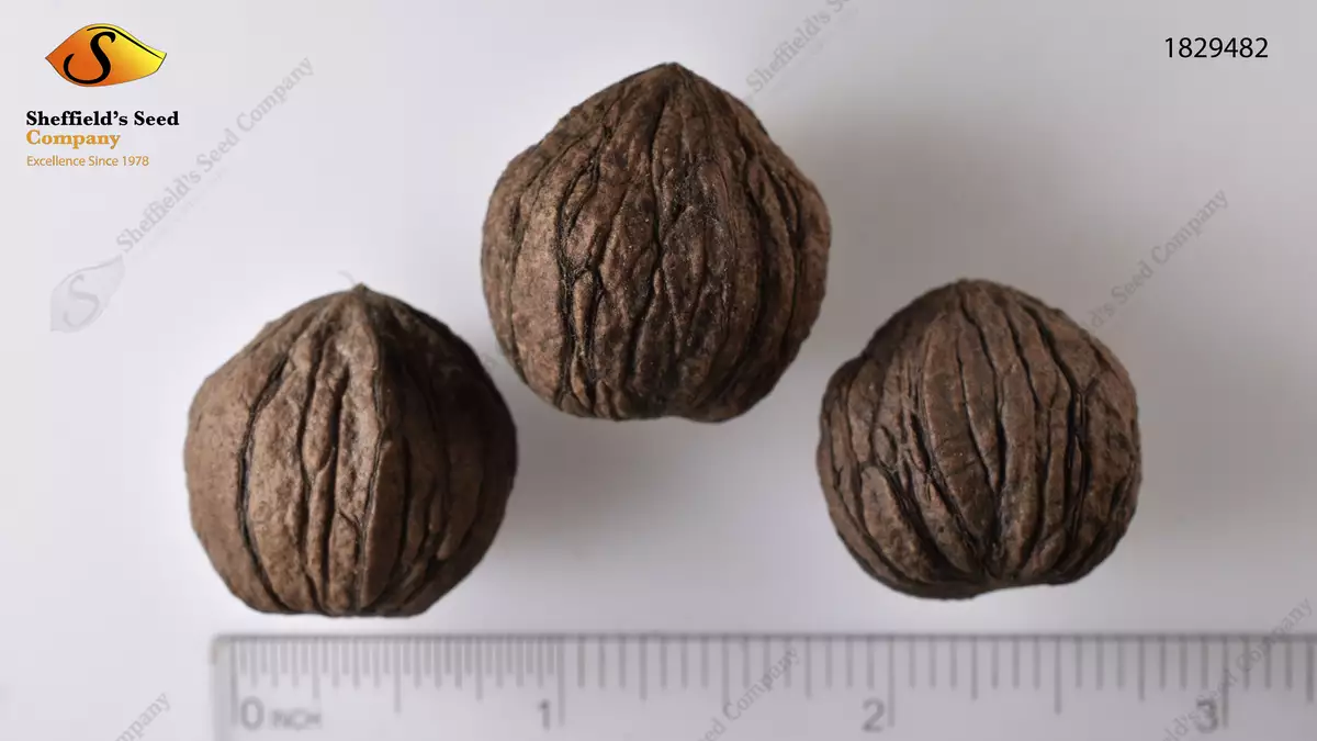 Juglans microcarpa - Edible Fruit/Nuts,Fruits - Little Walnut