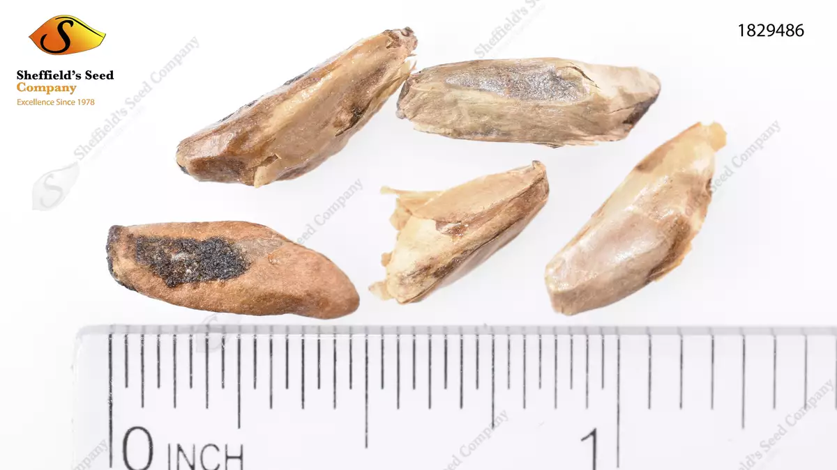 Abies amabilis - Conifer,Medicinal Herbs - Cascade Fir, Lovely Fir ...