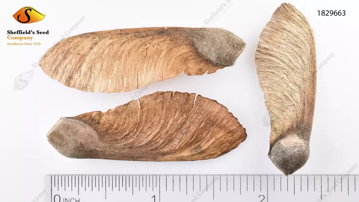 Acer griseum winged - Hardwood - Paper Bark Maple, Paperbark Maple