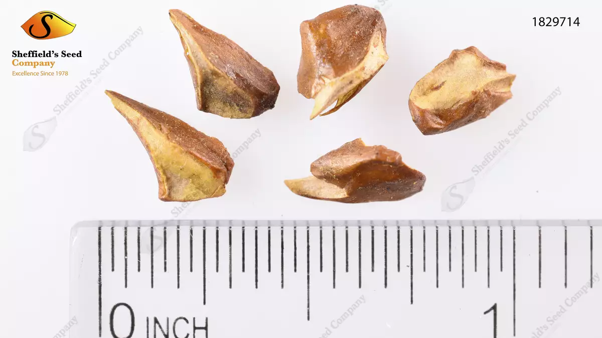 Taxodium mucronatum - Conifer - Ahuehuete, Montezuma Baldcypress