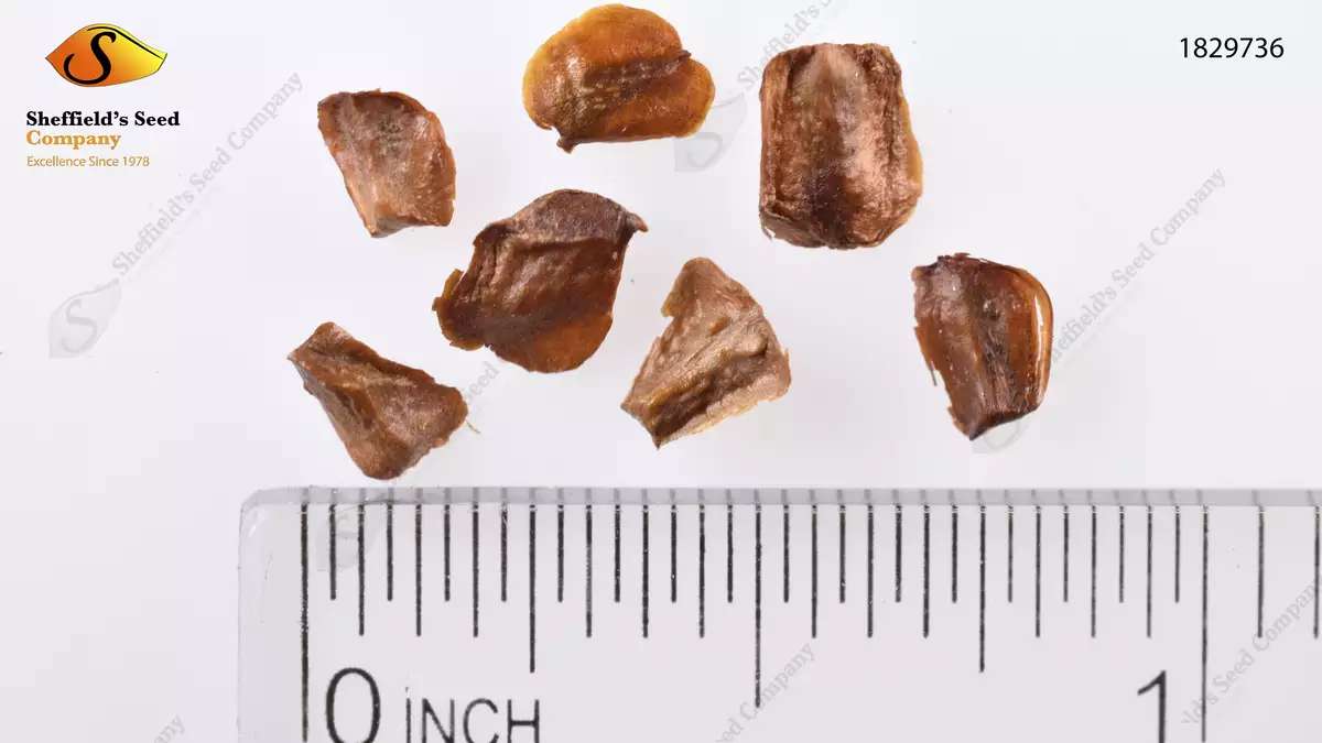 Hesperocyparis lusitanica - Common Bonsai,Conifer,Tree,Web page ...