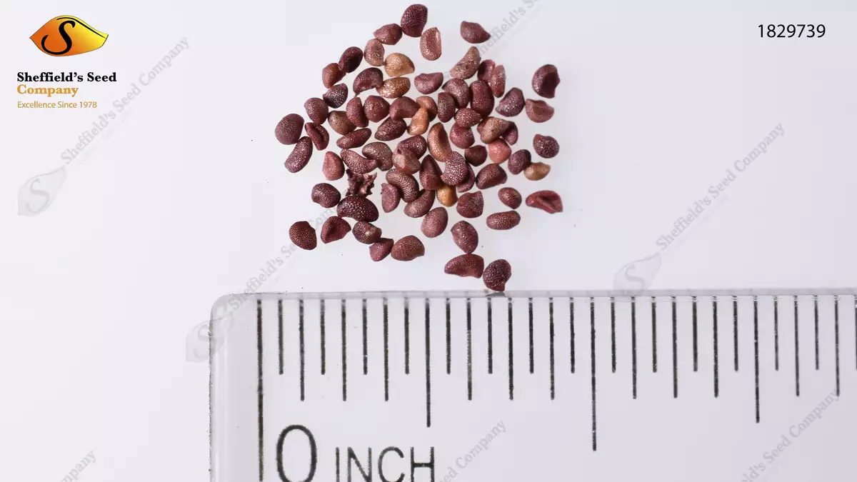 Vaccinium ovatum - Shrub - California Huckleberry, Evergreen Huckleberry