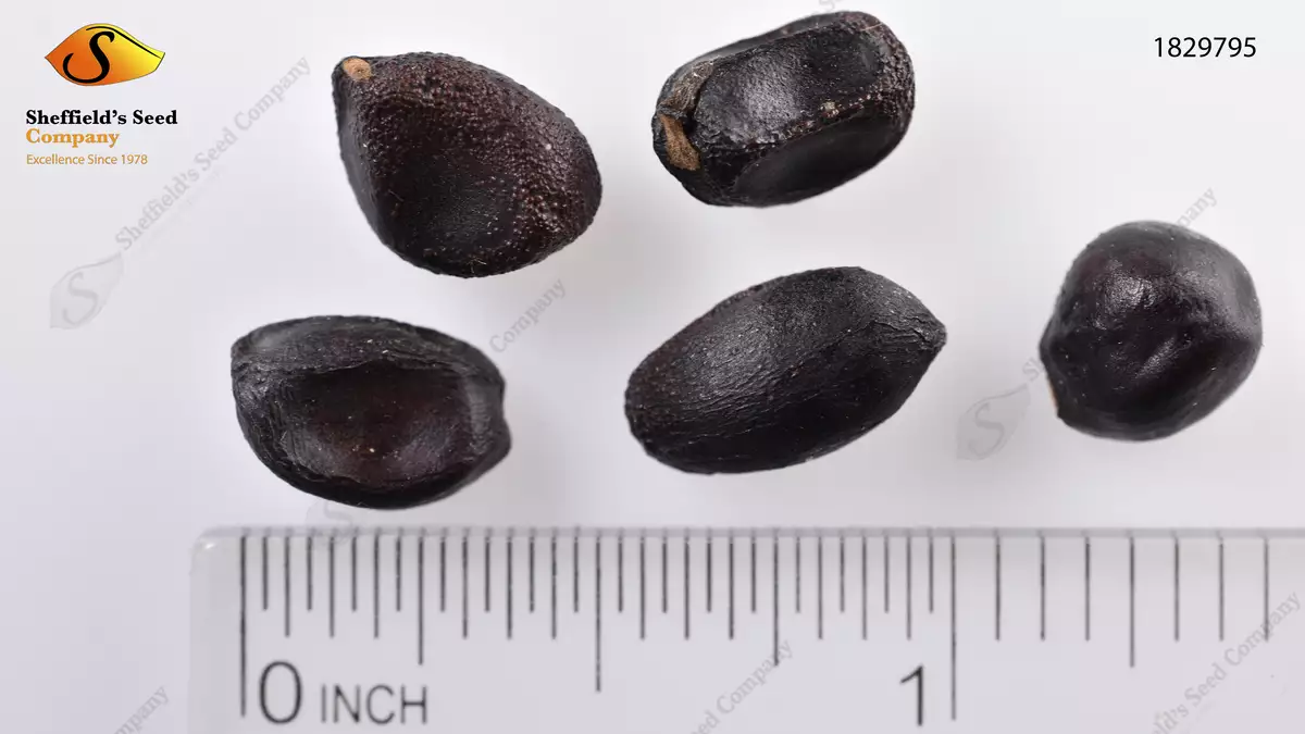 Sheffield's Seed Company