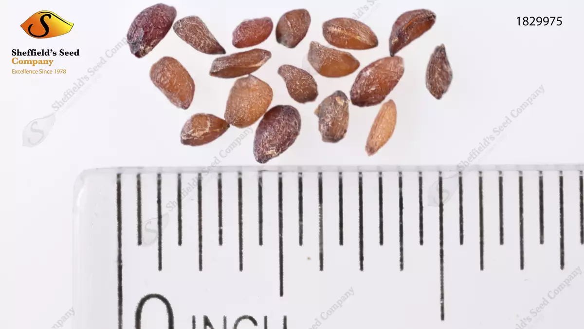 Ribes aureum - Shrub,Web page Navigation - Buffalo Currant, Clove ...