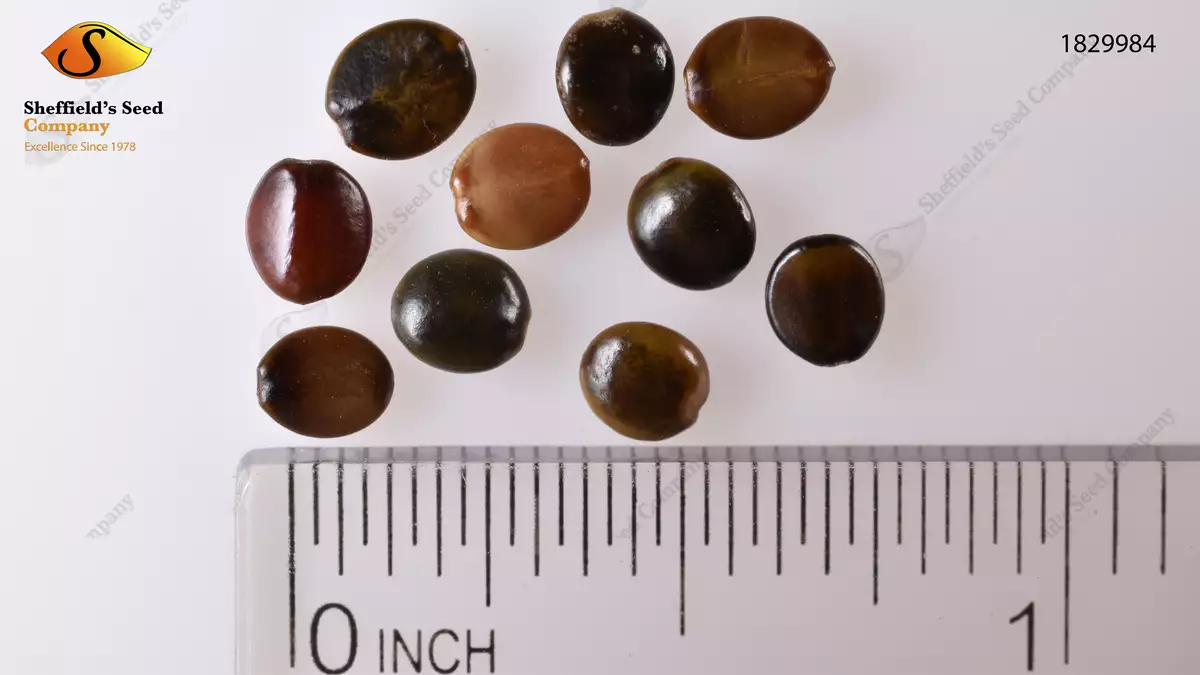 Hovenia dulcis - Deciduous - Japanese Raisin Tree, Oriental Raisin Tree