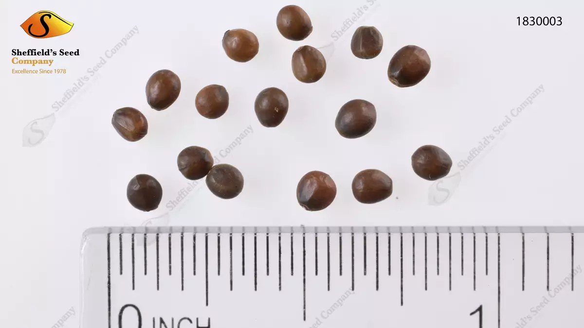 Ceanothus integerrimus - Shrub,Shrub and Vine Seeds,Web page Navigation ...