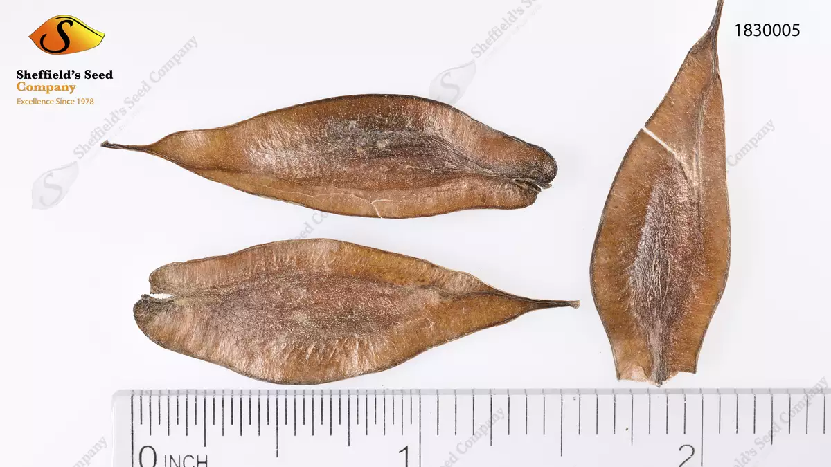 Eucommia ulmoides - Deciduous,Medicinal Herbs,Shade Tree - Du Zhong ...