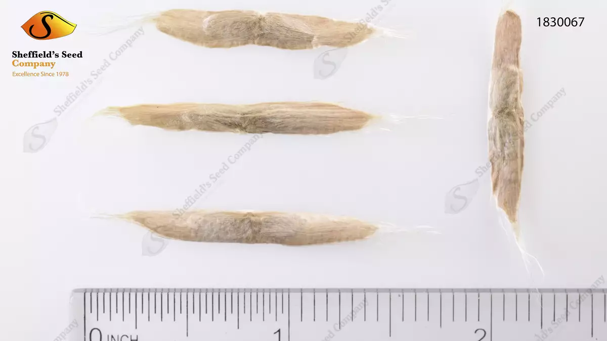 Catalpa speciosa - Flowering Tree - Catawba Tree, Hardy Catalpa ...