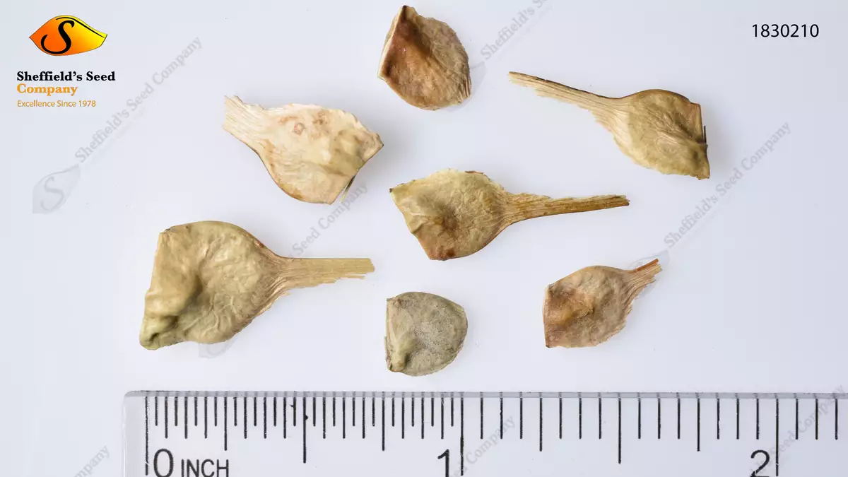 Acer campestre - Common Bonsai,Deciduous,Hardwood - Common Maple, Field ...