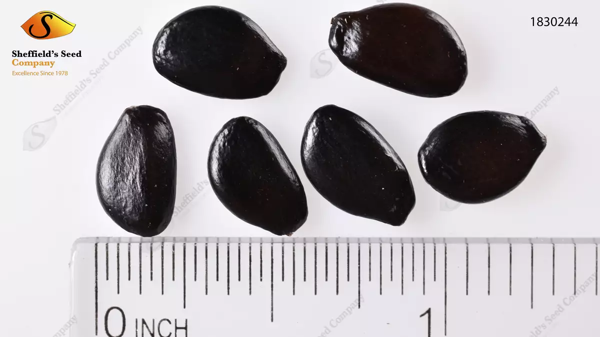 Decaisnea fargesii - Shrub - Blue Sausage Fruit, Blue-bean, Dead Man's ...