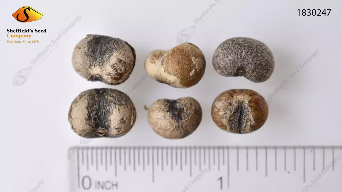 Trachycarpus fortunei - Medicinal Herbs,Palm,Tree,Web page Navigation ...