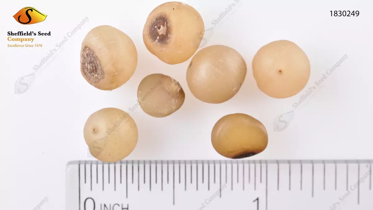 Sheffield's Seed Company