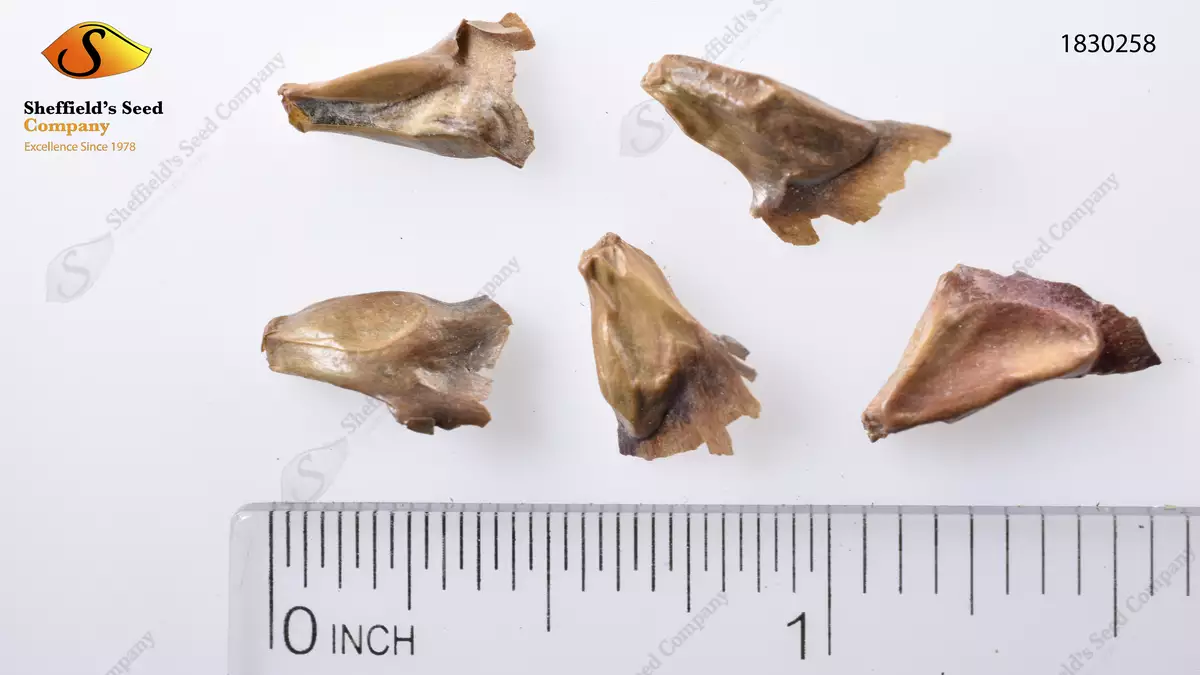 Abies bornmuelleriana Select - Conifer,Tree,Web page Navigation ...