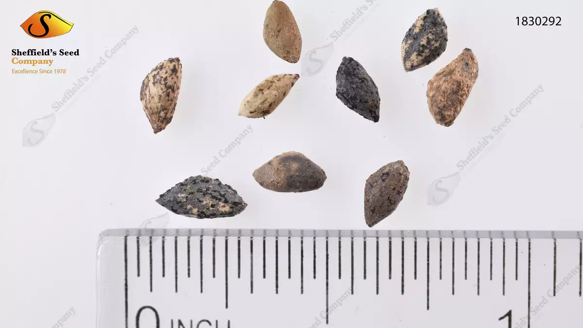 Pinus patula - Common Bonsai,Conifer - Jelecote Pine, Mexican Weeping ...