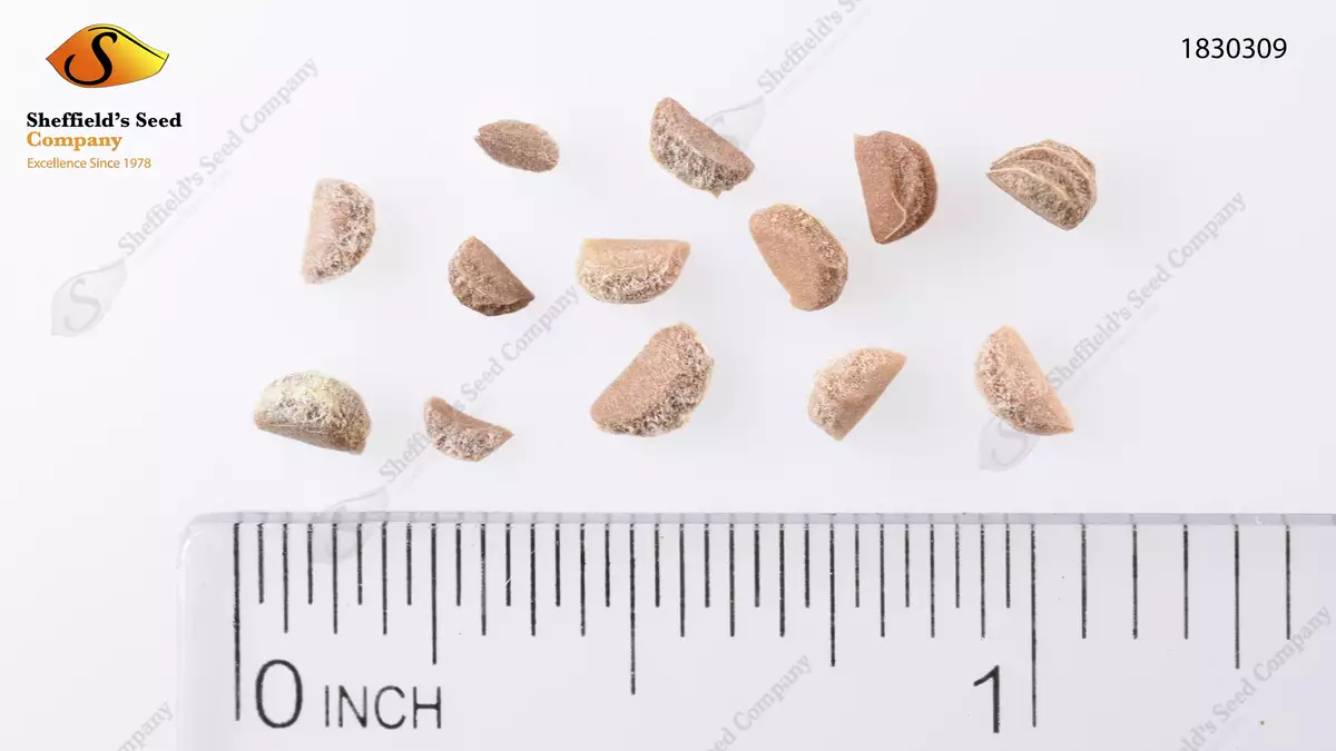 Arctostaphylos uva-ursi - Medicinal Herbs,Shrub - Bearberry, Kinnikinick