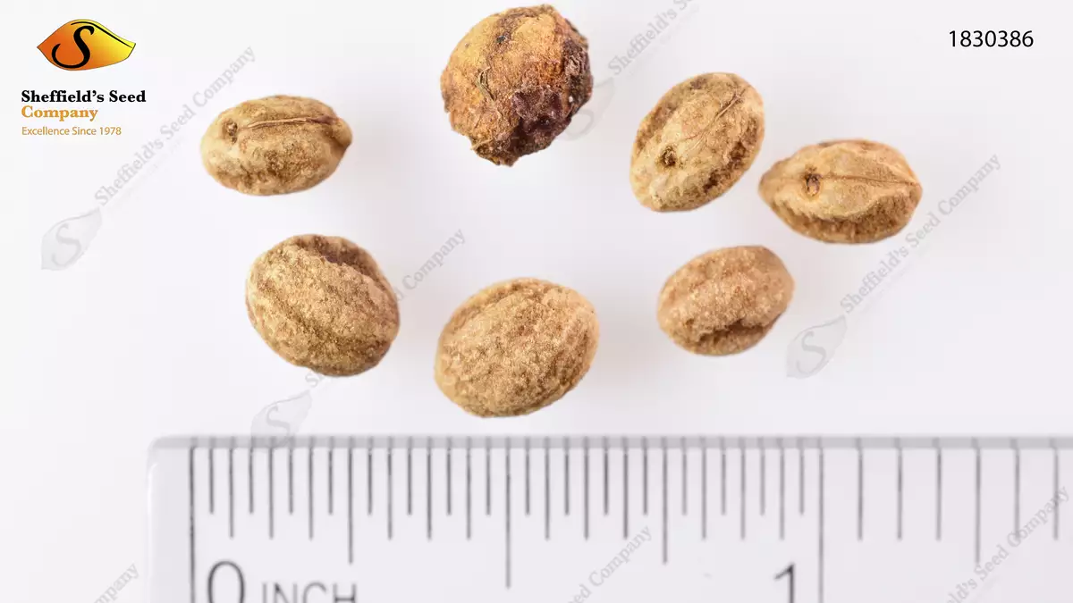 Sheffield's Seed Company