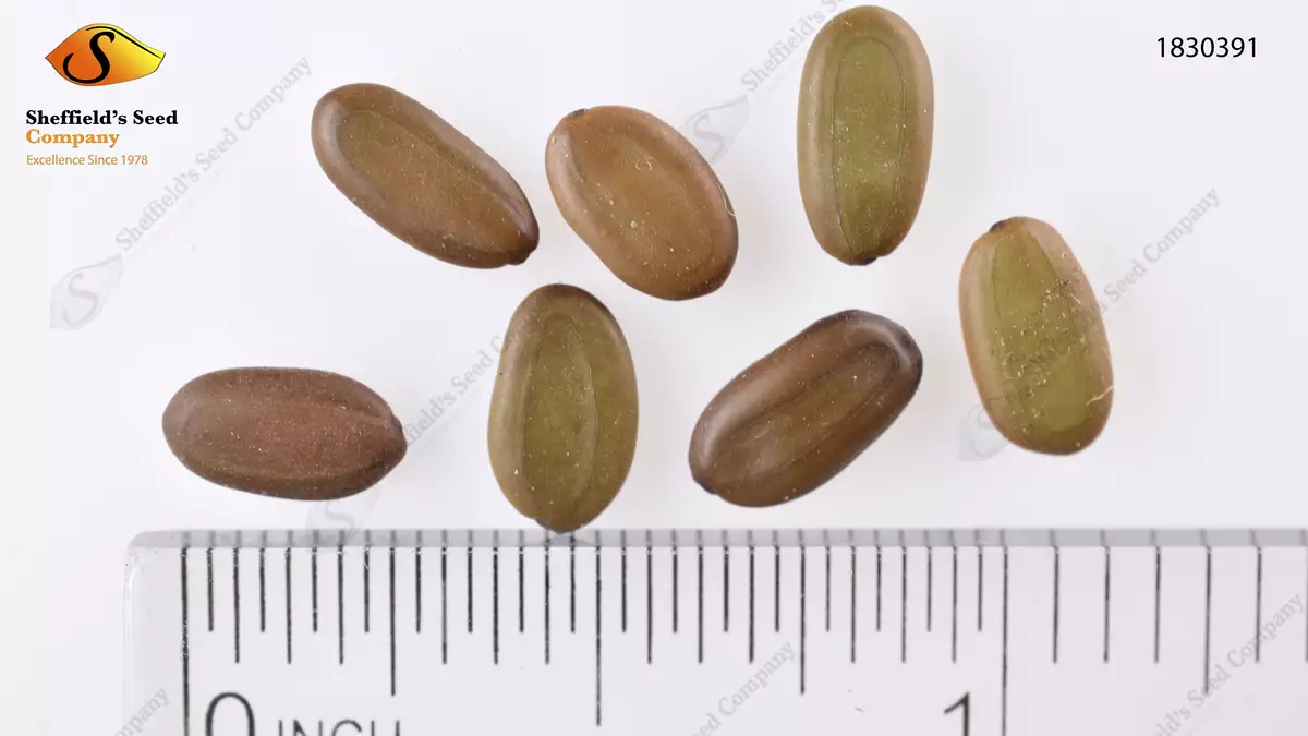Sheffield's Seed Company