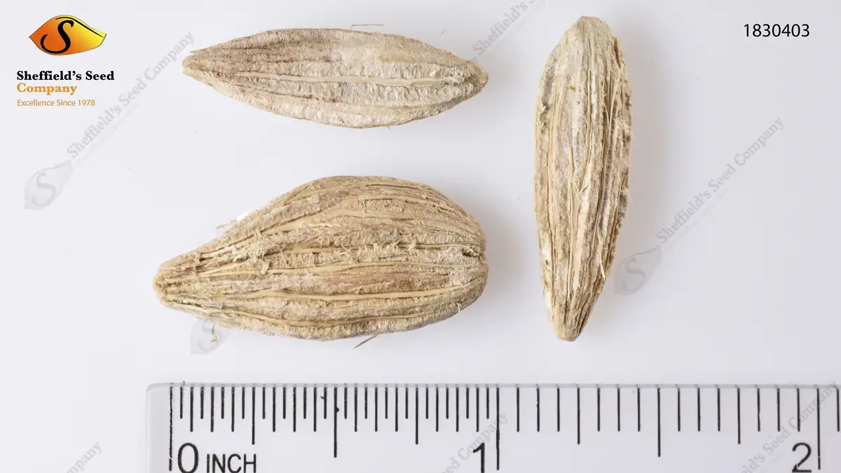 Nyssa ogeche - Deciduous - Bee Tupelo, Ogeechee Lime, Ogeechee Tupelo ...