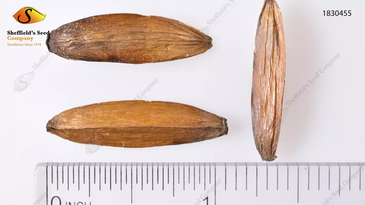 Camptotheca acuminata - Deciduous,Medicinal Herbs,Ornamental Fruit ...