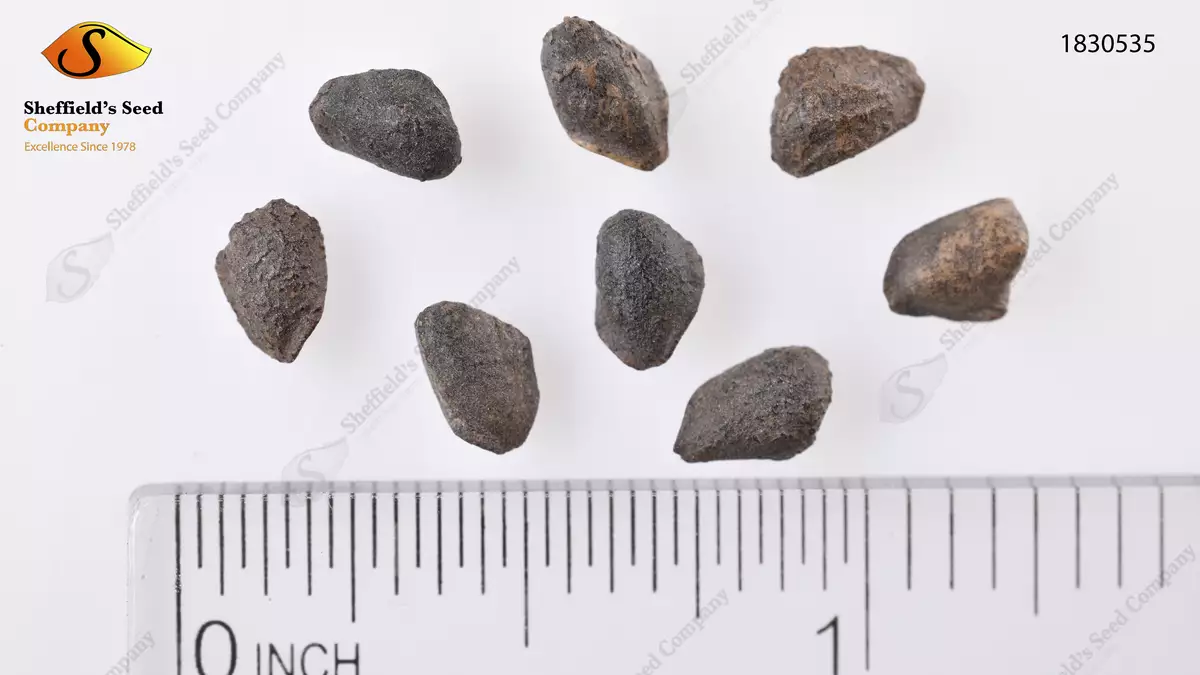 Pinus taeda Improved - Common Bonsai,Conifer - Improved Loblolly Pine