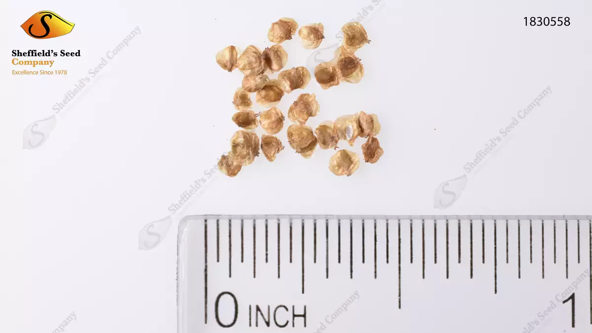 Betula glandulosa - Common Bonsai,Deciduous - American Dwarf Birch ...