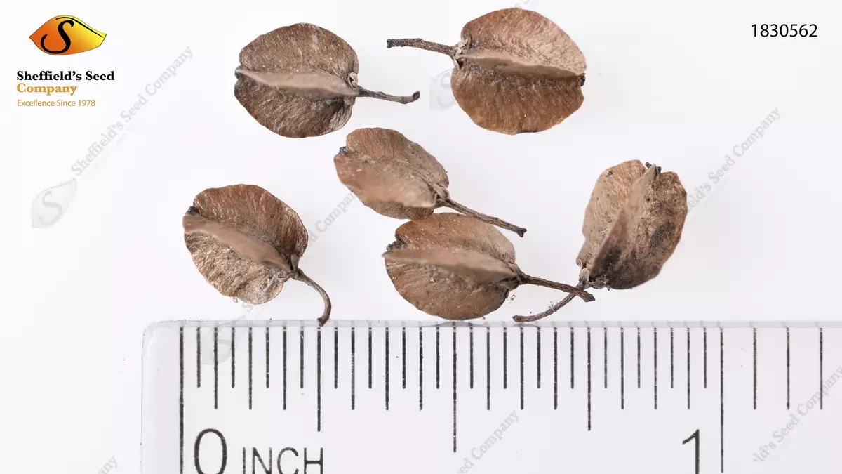 Cliftonia monophylla - Shrub - Black Tree, Buckwheat Brush, Buckwheat ...