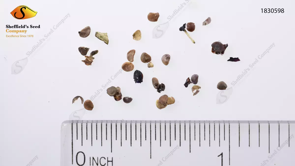 Lycium ruthenicum - Medicinal Herbs,Shrub,Web page Navigation - Black ...