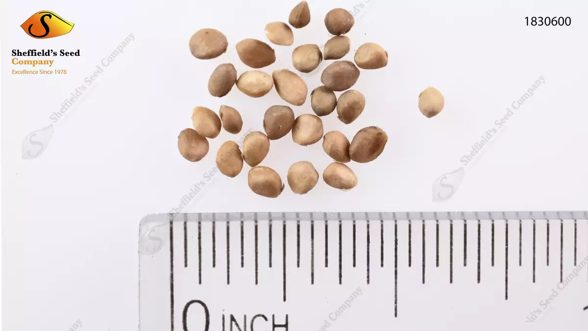 Morus rubra - Edible Fruit/Nuts,Fruits - American Mulberry, Red Mulberry