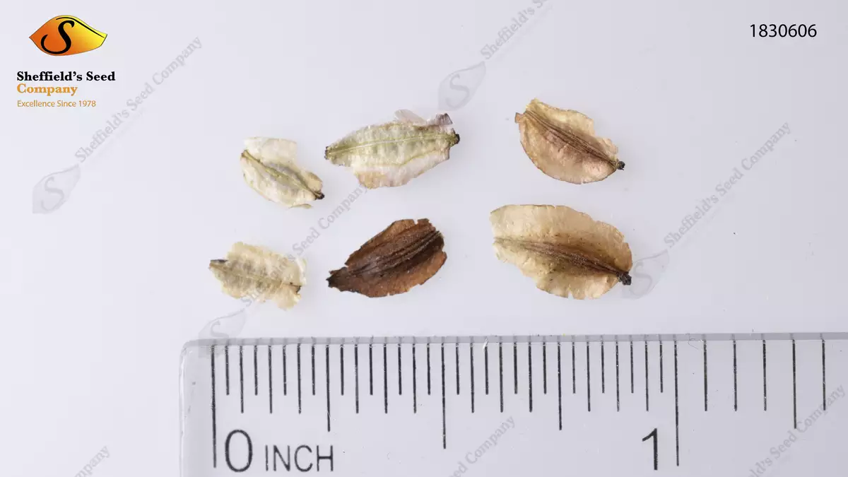 Angelica sinensis - Biennial,Herbaceous Plants,Medicinal Herbs ...