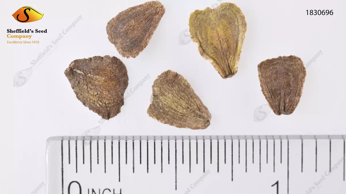 Jacaranda mimosifolia - Common Bonsai,Deciduous,Flowering Tree ...