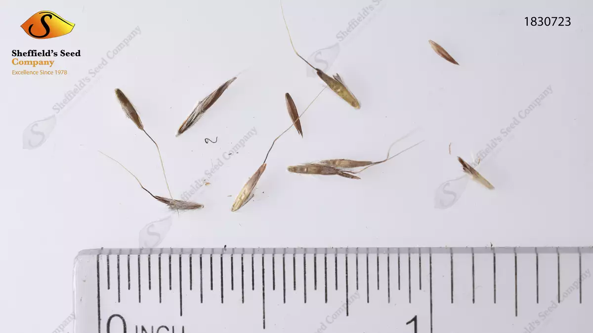 Cymbopogon flexuosus - Grass,Herbaceous Plants,Medicinal Herbs ...