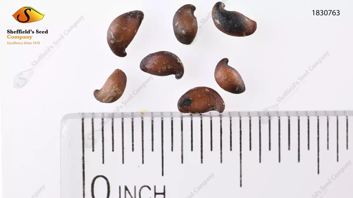 Amelanchier arborea clean seed - Flowering Tree - Common Serviceberry ...