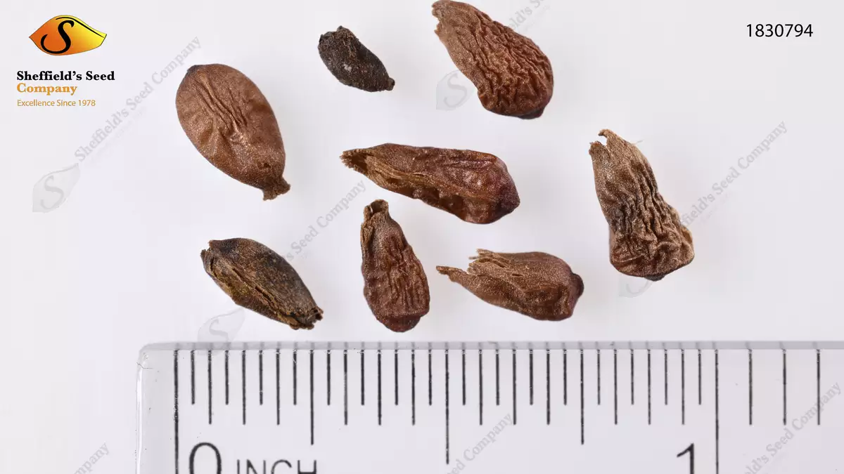 Berberis bealei - Shrub - Leatherleaf Mahonia, Oregon Grape