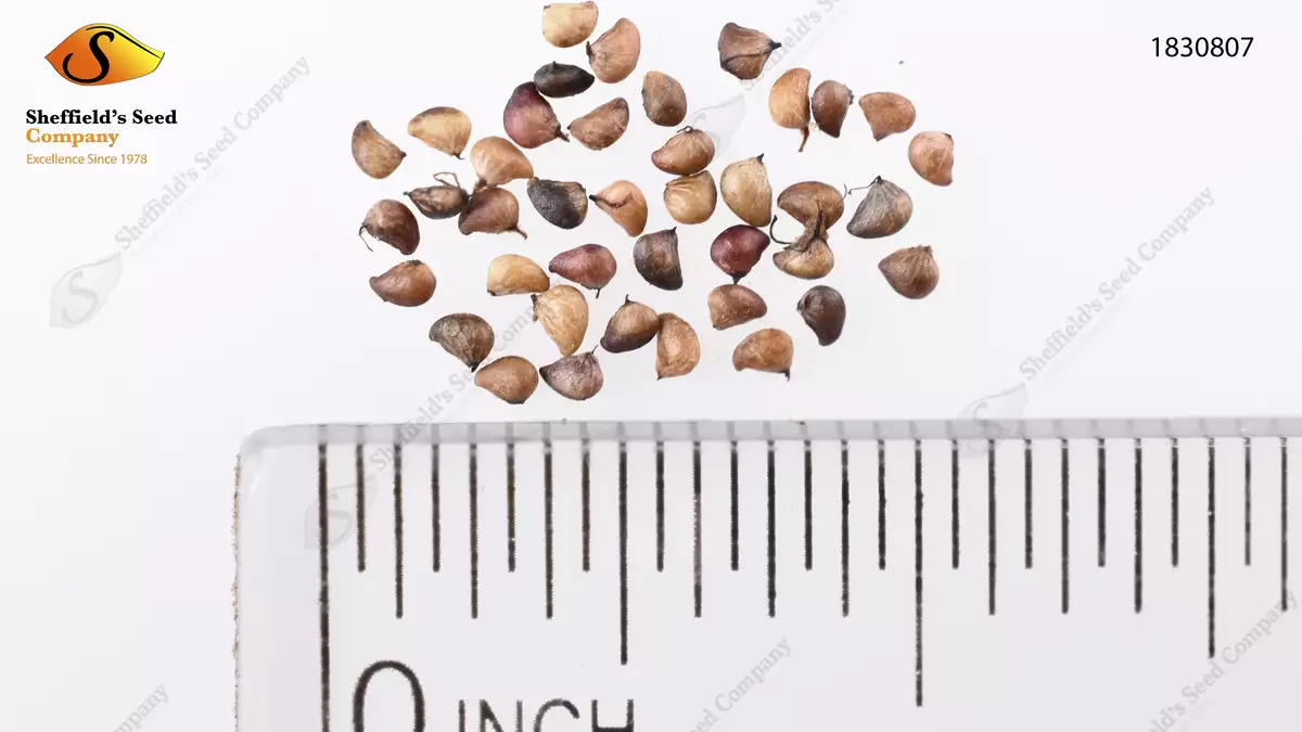 Fragaria virginiana - Flower,Herbaceous Plants,Perennial,Web page ...