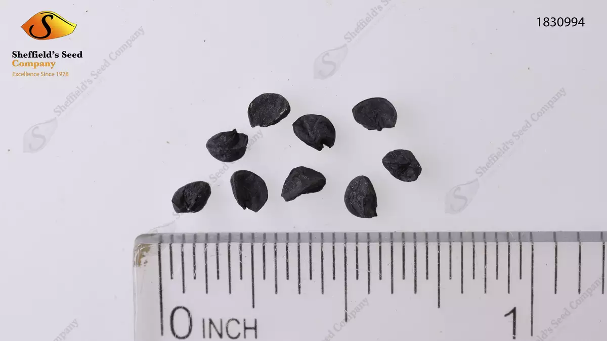 Allium cepa 'Red Creole' - Vegetable Seeds - Red Creole Edible Onion