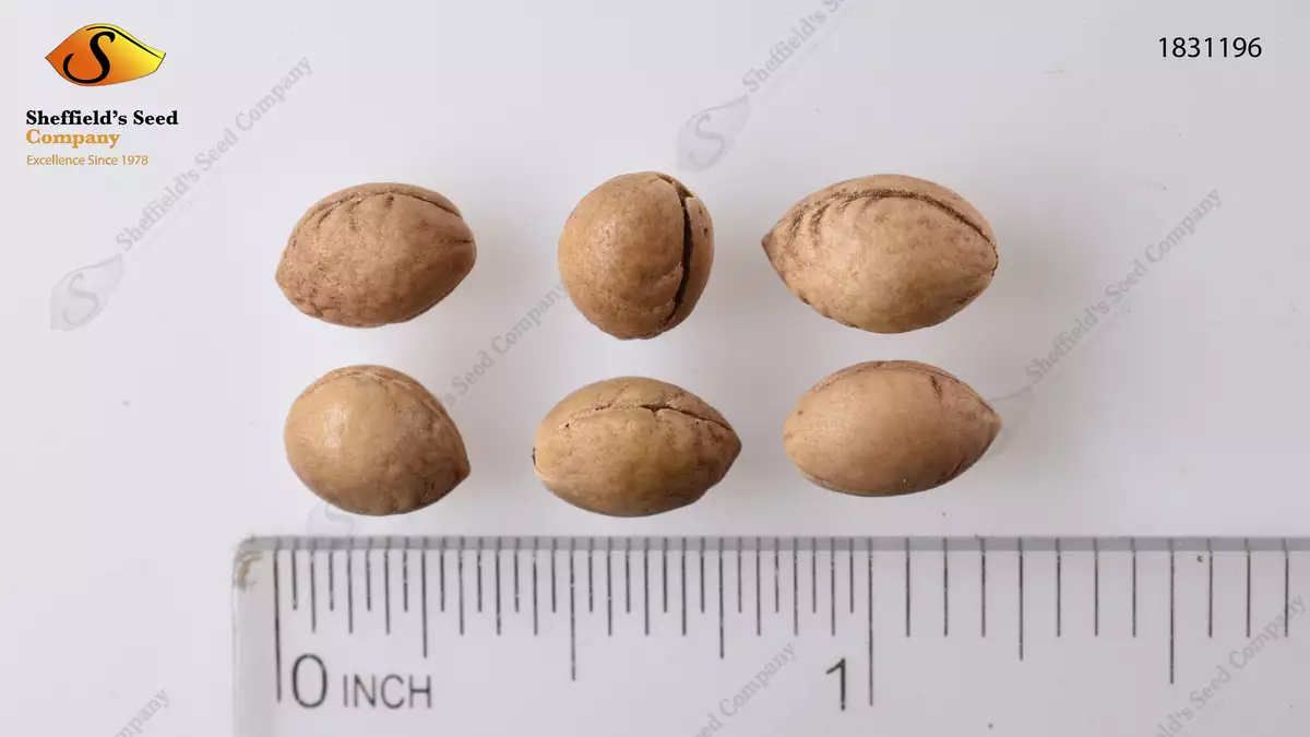 Prunus pumila - Shrub,Web page Navigation - Eastern Sand Cherry, Sandcherry