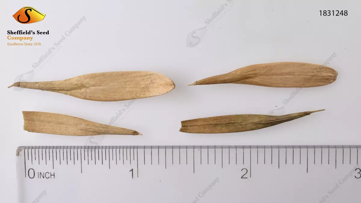 Fraxinus pennsylvanica - Deciduous,Hardwood,Shade Tree - Green Ash ...