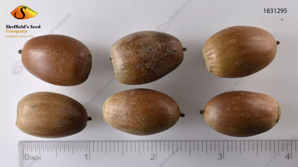 Quercus alba - Deciduous,Hardwood,Shade Tree - White Oak