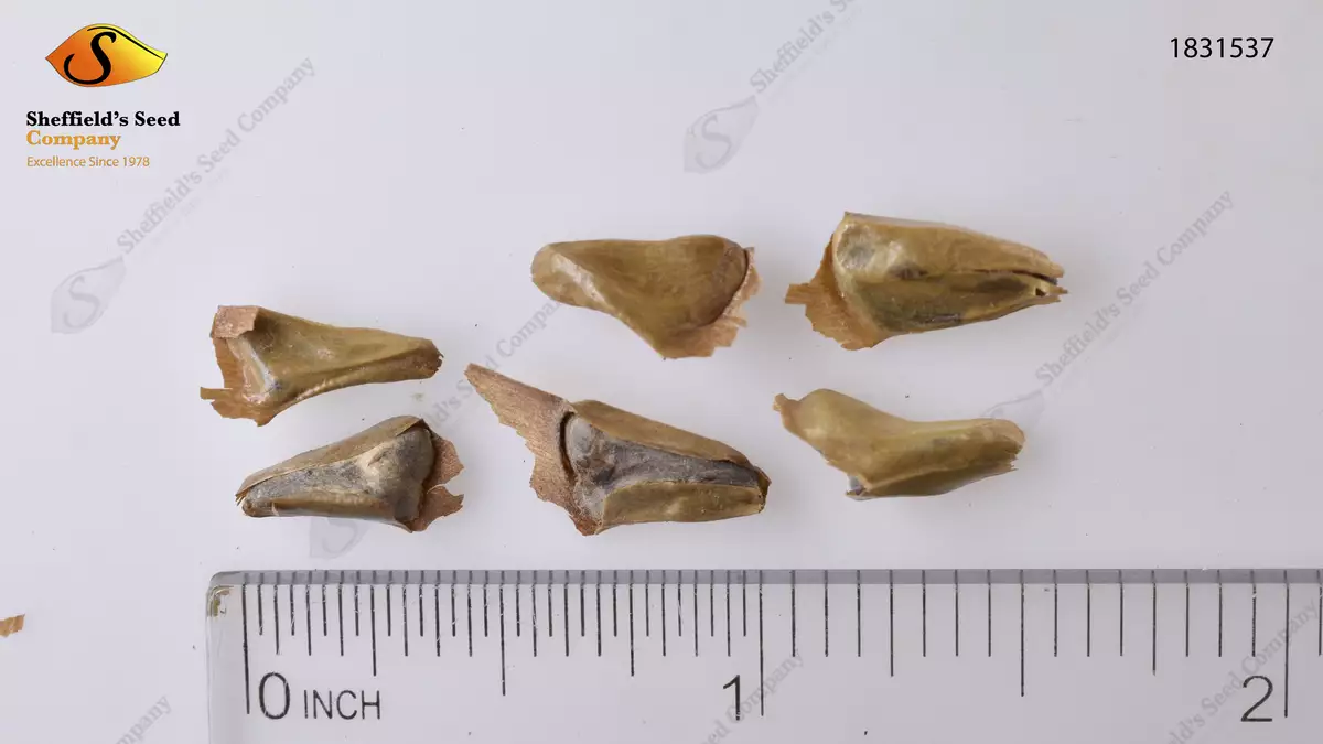 Sheffield's Seed Company