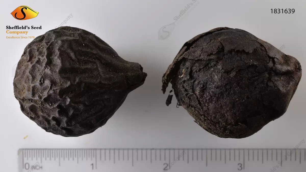 Juglans hindsii - Edible Fruit/Nuts,Fruits - Claro Walnut, Hinds Black ...