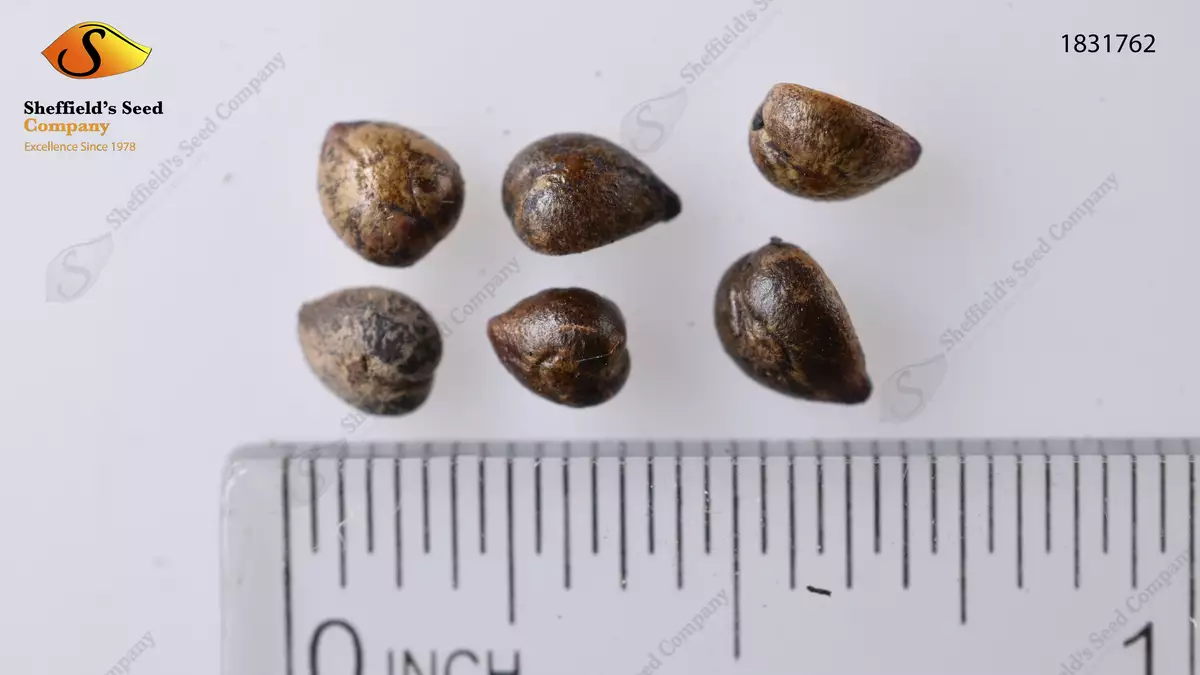 Sheffield's Seed Company