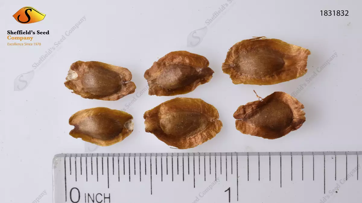 Sciadopitys verticillata - Common Bonsai,Conifer - Japanese Umbrella ...