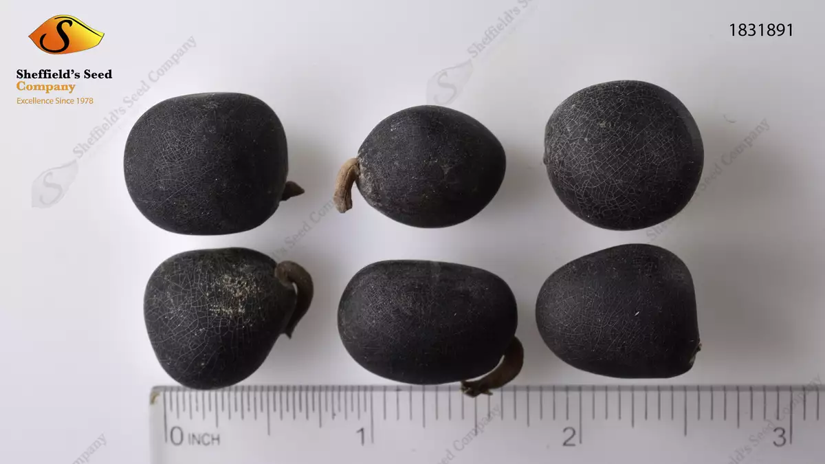 Gymnocladus chinensis - Deciduous - Chinese Coffee Tree, Coffee Tree ...