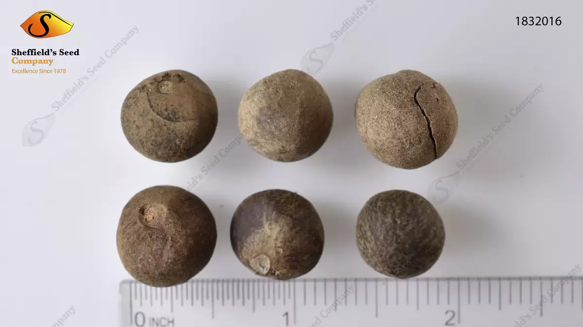 Sheffield's Seed Company