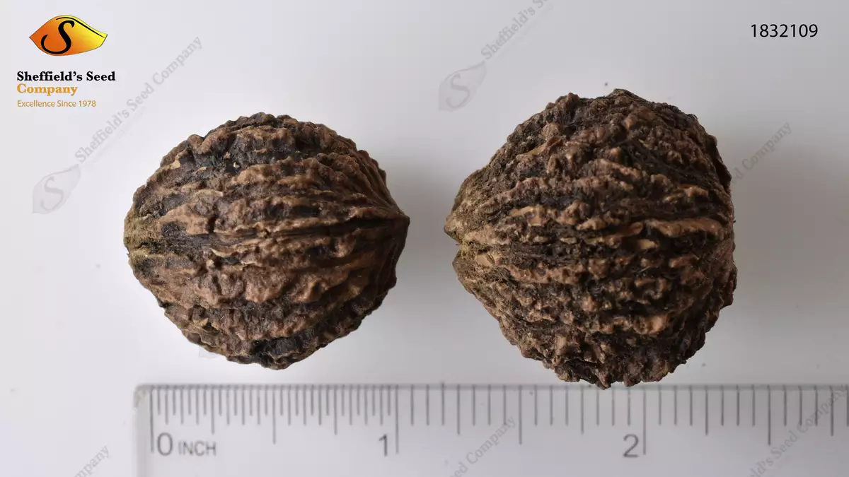 Juglans major - Edible Fruit/Nuts,Fruits - Arizona Walnut